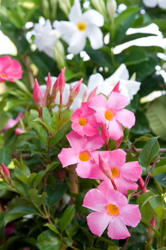 Mandevilla, Sundaville, Dipladenia - Eyecatchers voor terras of balkon