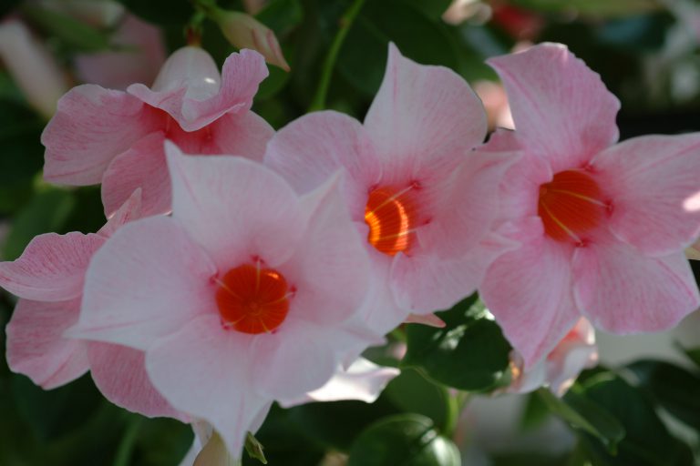 Mandevilla, Sundaville, Dipladenia - Eyecatchers voor terras of balkon
